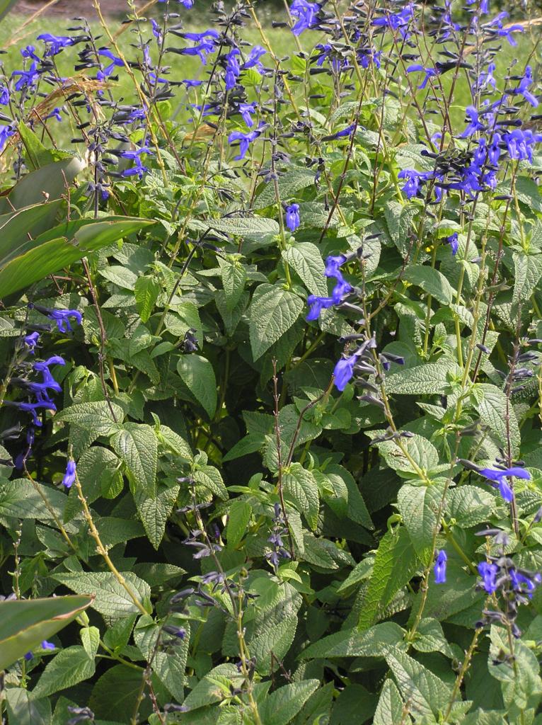 Salvia guaranitica 'Black and Blue' | High Plains Gardening
