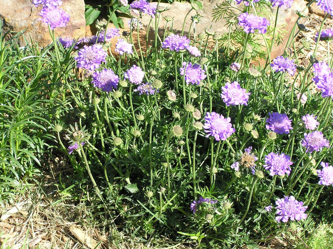 Scabiosa columbaria 'Butterfly Blue' | High Plains Gardening