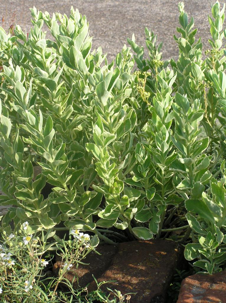 Sedum erythrostictum 'Frosty Morn' | High Plains Gardening