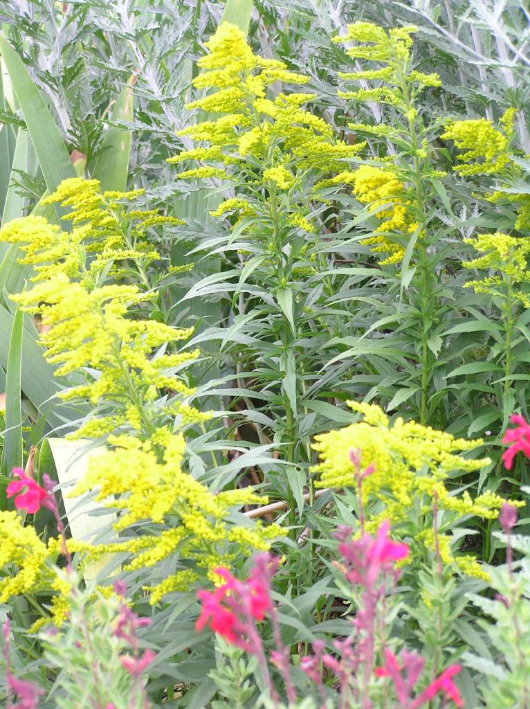 Solidago canadensis 'Golden Baby' | High Plains Gardening