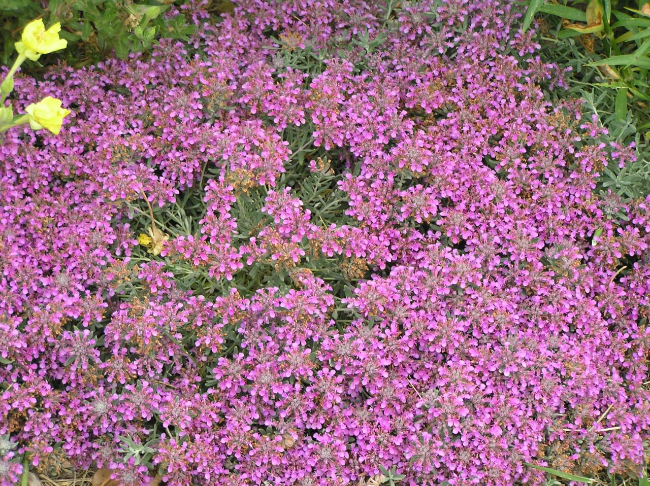 Teucrium aroanium | High Plains Gardening