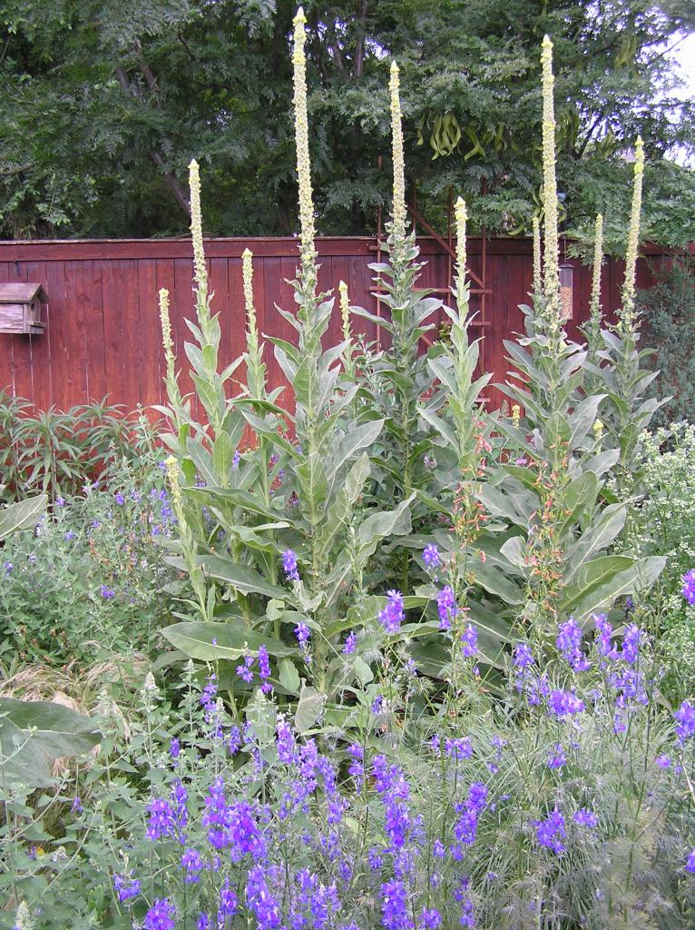 Verbascum thapsus | High Plains Gardening