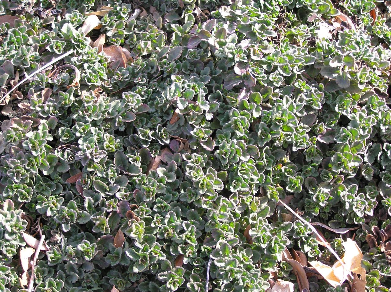 Veronica x 'Blue Reflection' | High Plains Gardening