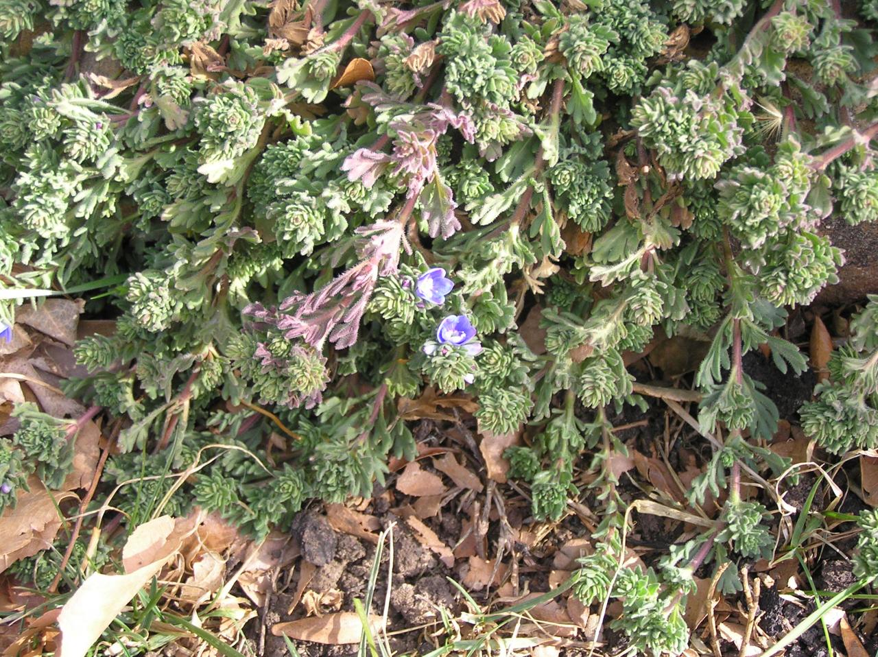 Veronica pectinata | High Plains Gardening