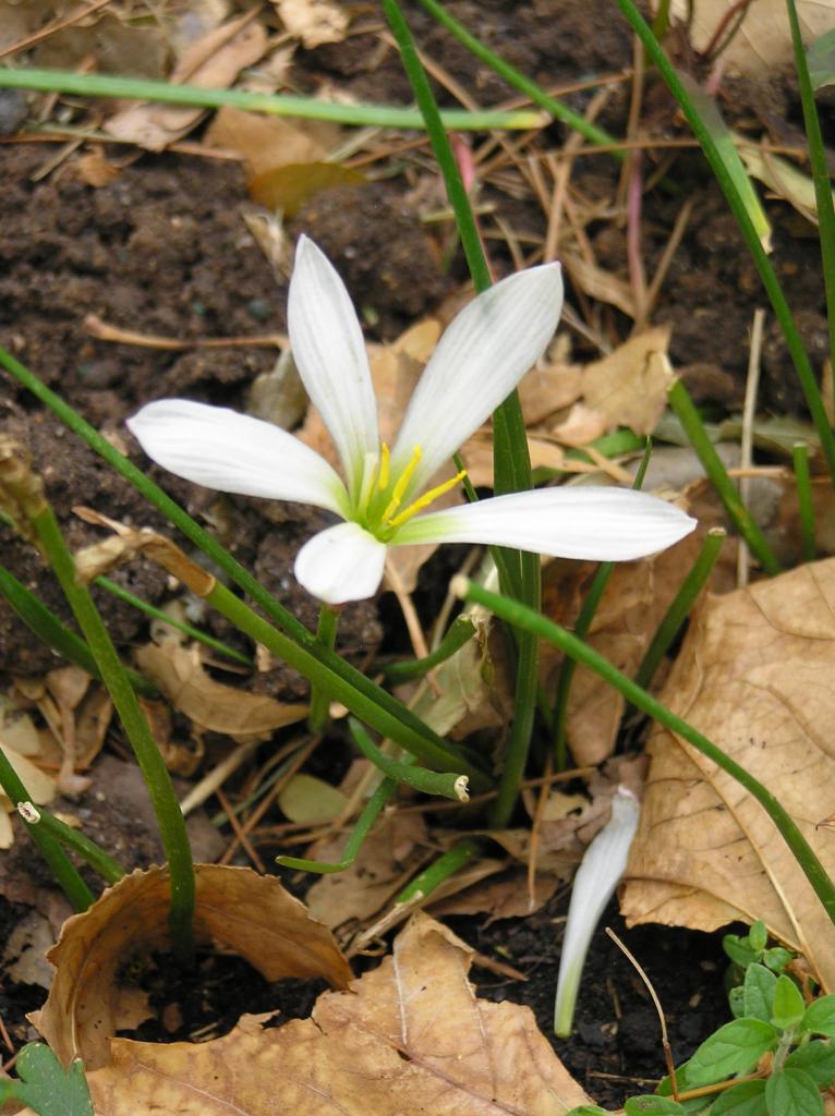 Zephranthes candida | High Plains Gardening