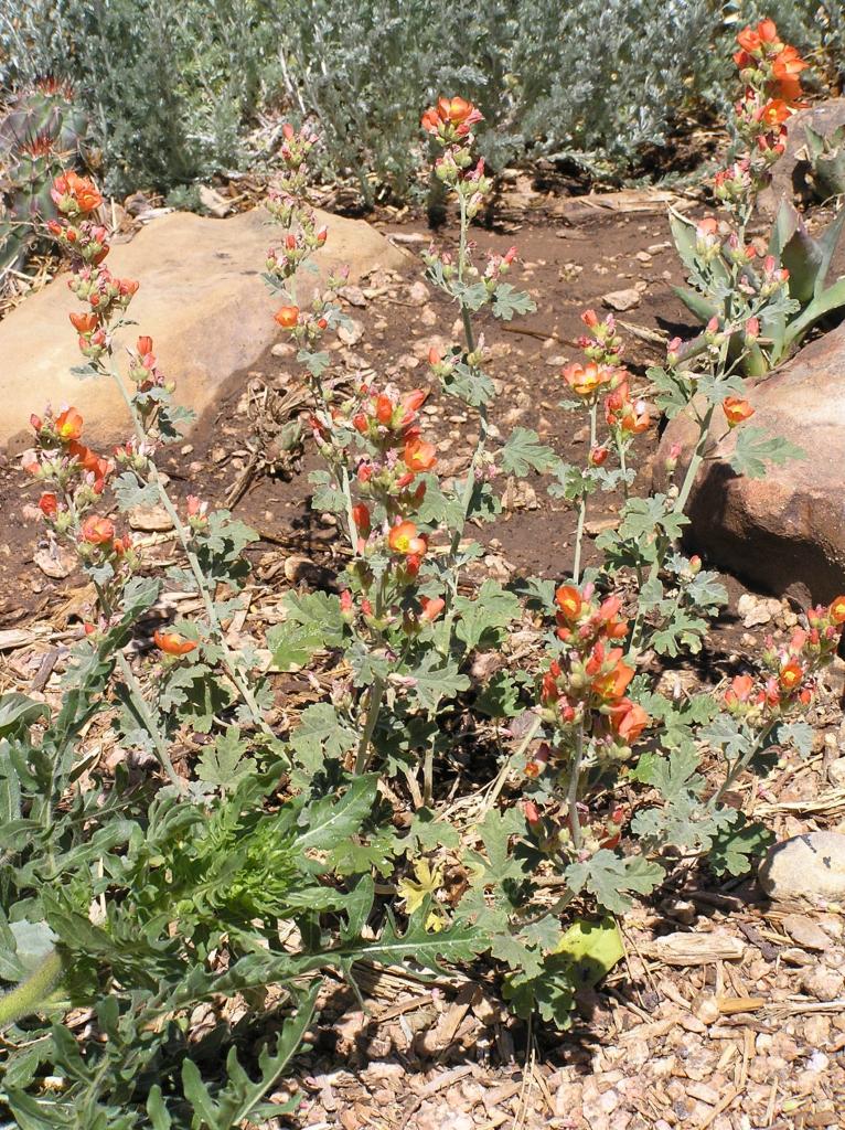 Sphaeralcea coccinea | High Plains Gardening