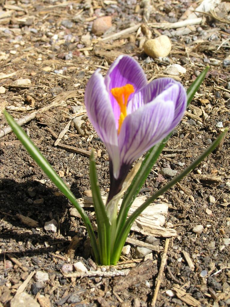 Crocus | High Plains Gardening