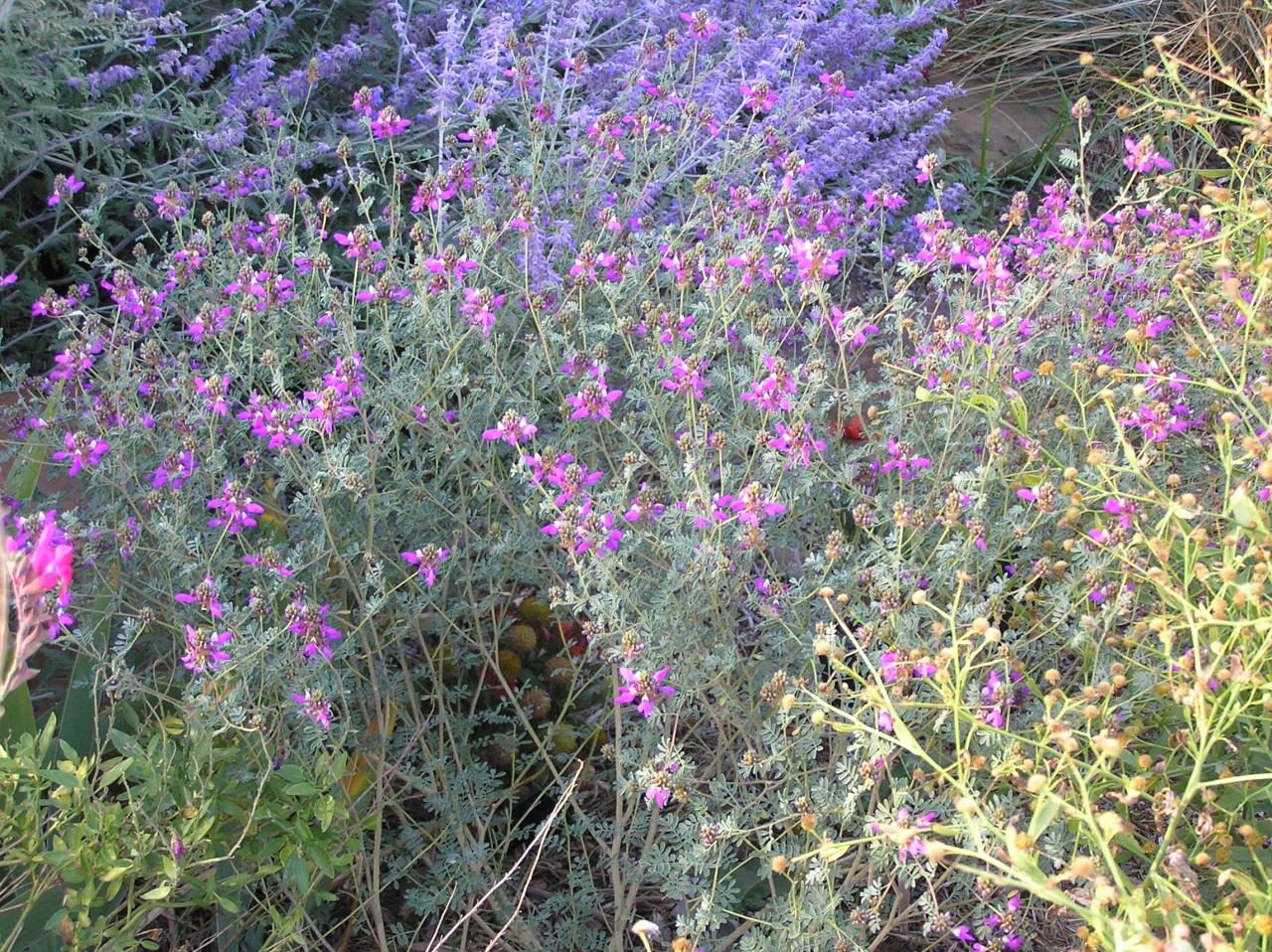 Dalea frutescens | High Plains Gardening
