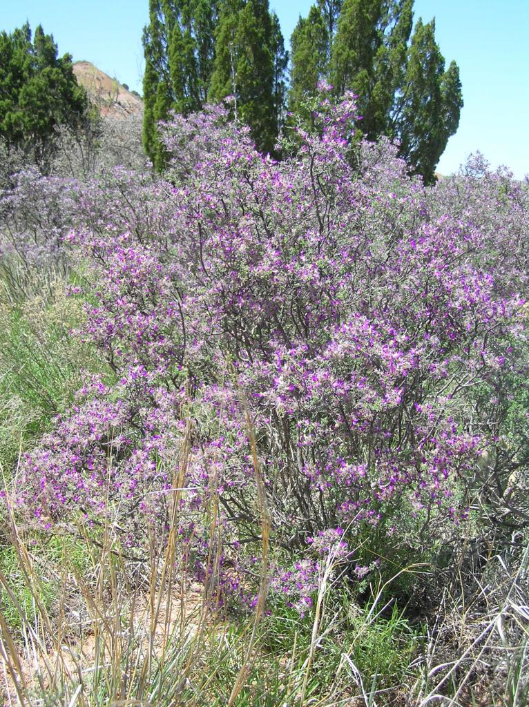 Dalea formosa | High Plains Gardening