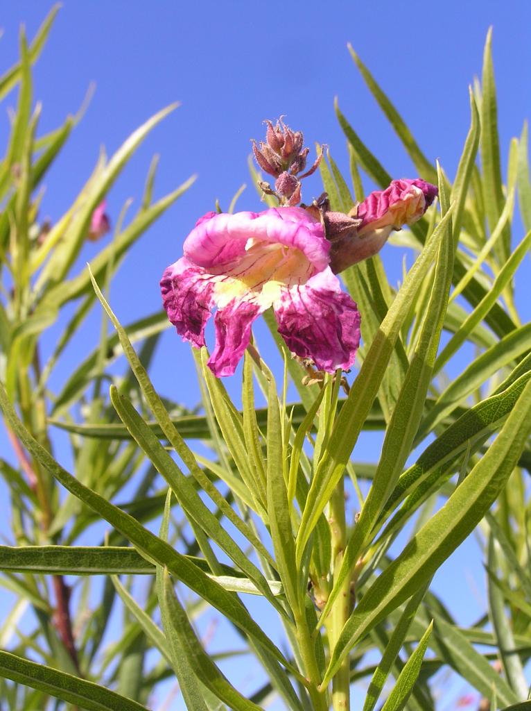 Chilopsis linearis | High Plains Gardening