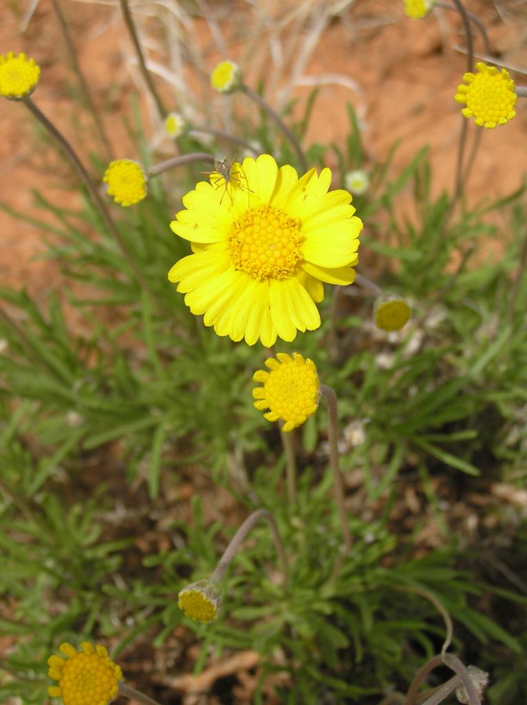 Tetraneuris (Hymenoxys) scaposa | High Plains Gardening