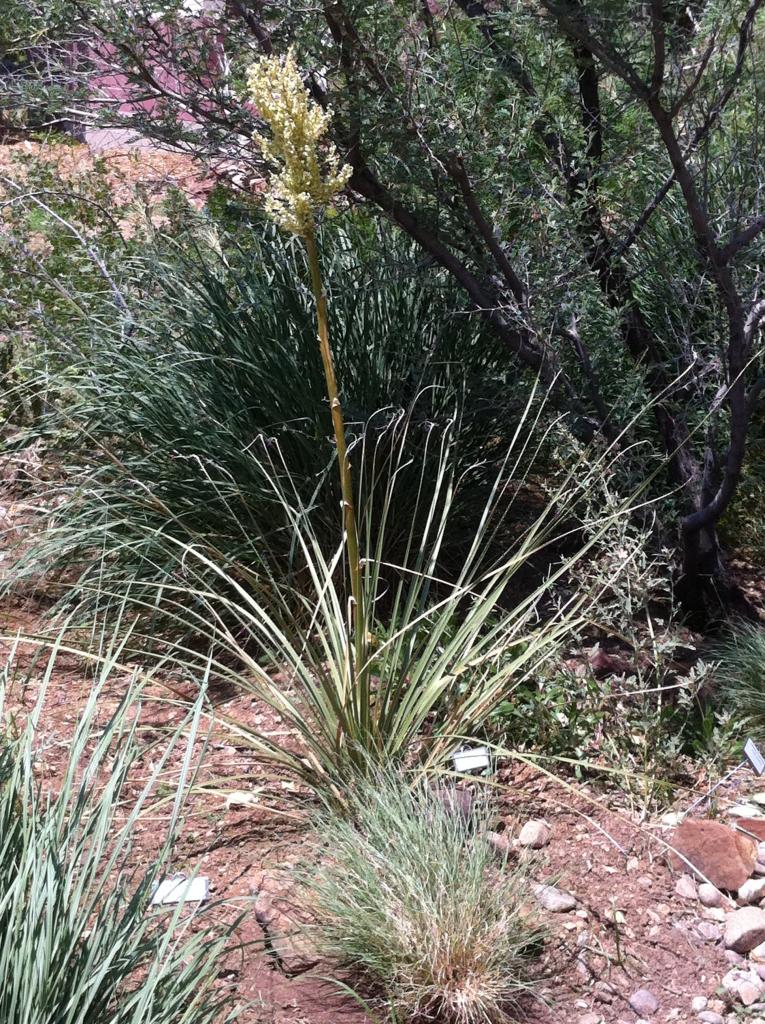 Nolina microcarpa | High Plains Gardening