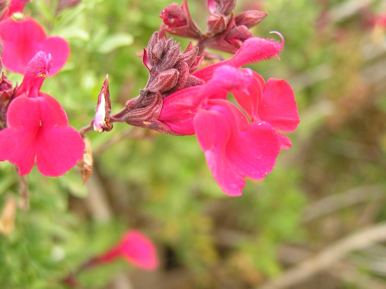 Salvia greggii 'Furman's Red' | High Plains Gardening