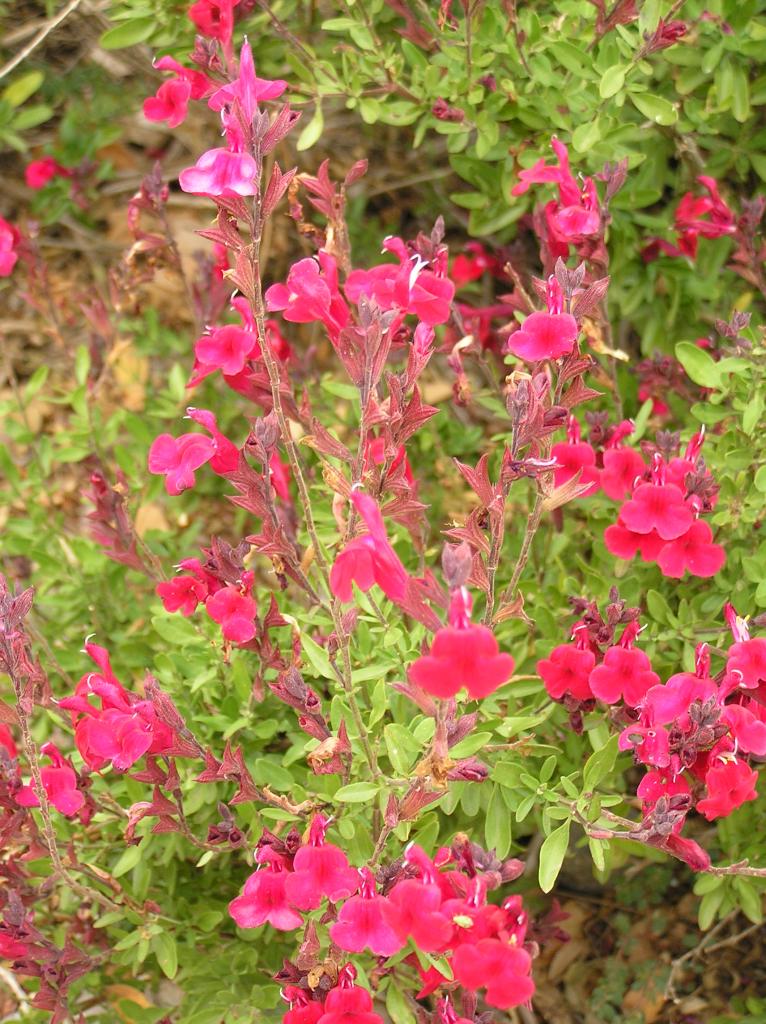 Salvia greggii 'Furman's Red' | High Plains Gardening