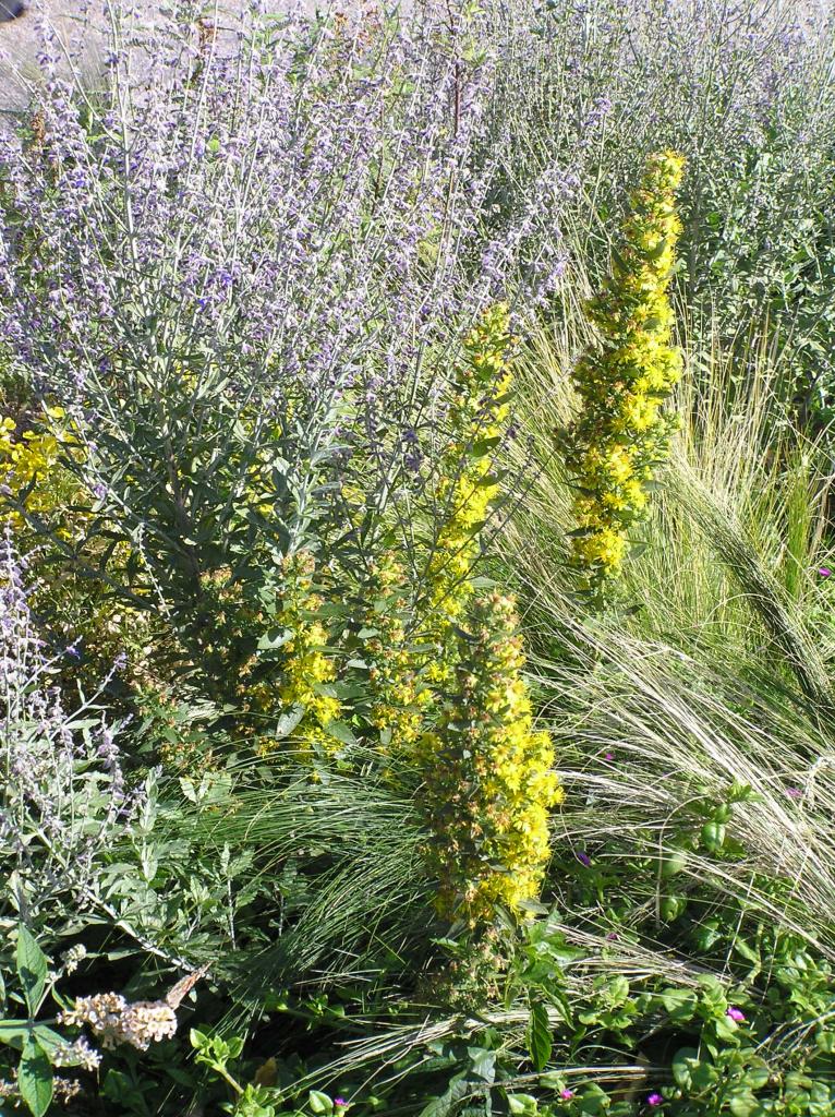 Solidago rugosa 'Wichita Mountains' | High Plains Gardening