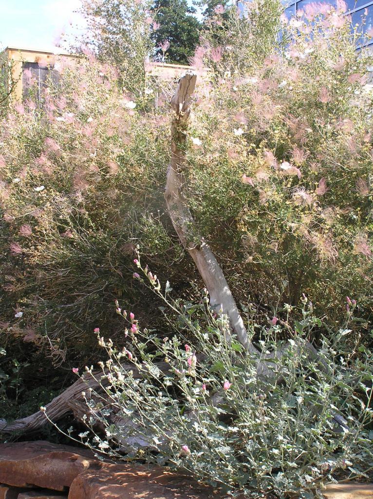 Sphaeralcea ambigua | High Plains Gardening