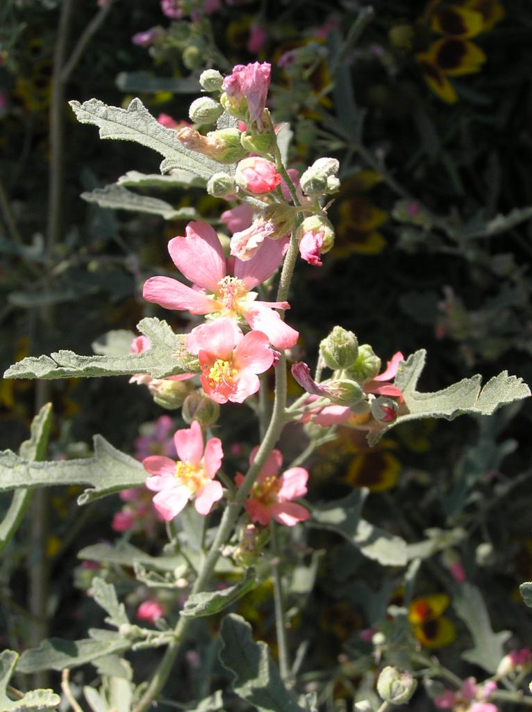 Sphaeralcea ambigua | High Plains Gardening