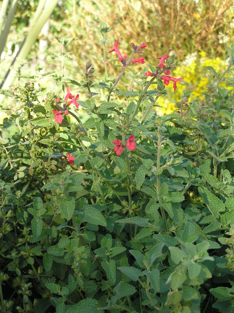 Stachys coccinea 'Coral' | High Plains Gardening