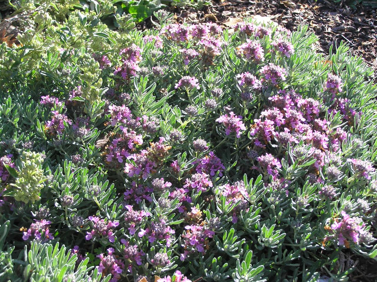 Teucrium aroanium | High Plains Gardening