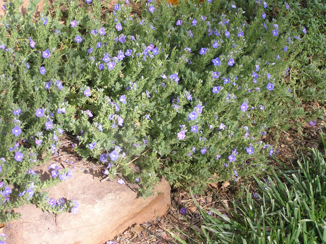 Veronica pectinata | High Plains Gardening
