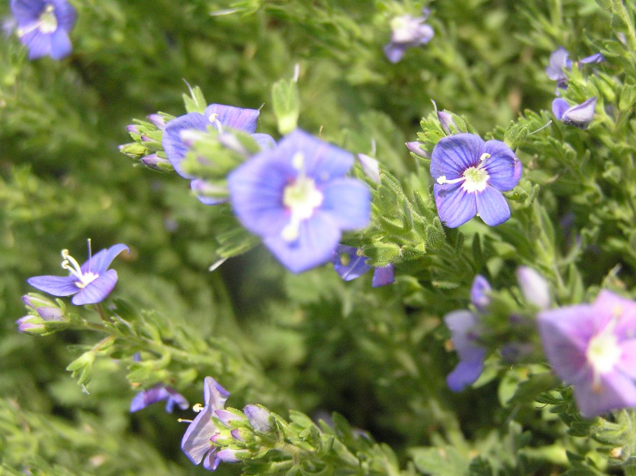 Veronica pectinata | High Plains Gardening