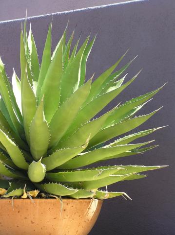 Agaves for the Texas Panhandle | High Plains Gardening