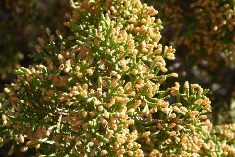 Juniperus monosperma | High Plains Gardening