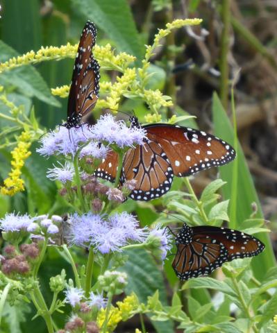 Local Butterflies | High Plains Gardening