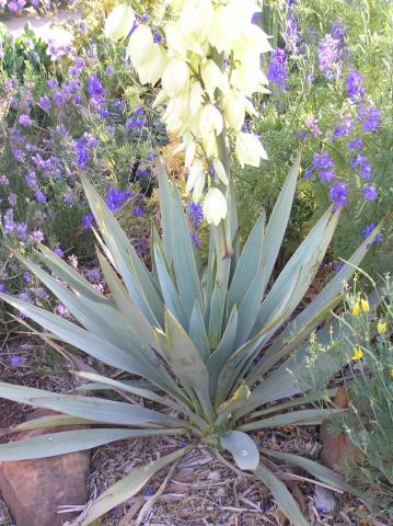 Southwest Evergreens, Yuccas | High Plains Gardening