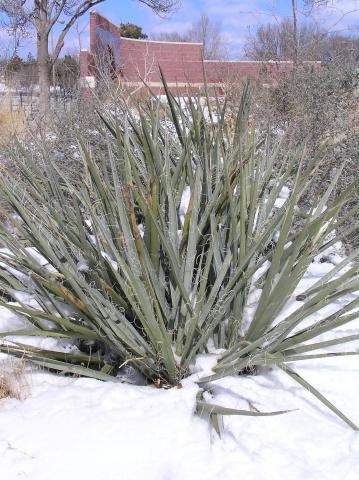 Yuccas for the High Plains of Texas | High Plains Gardening