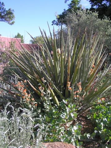 Southwest Evergreens, Yuccas | High Plains Gardening