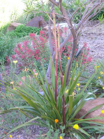 Southwest Evergreens, Yuccas | High Plains Gardening