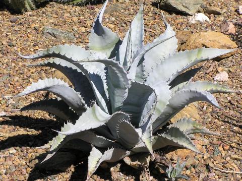 Southwest Evergreens, Agaves | High Plains Gardening