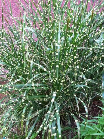 Appropriate Grasses for the Texas Panhandle | High Plains Gardening