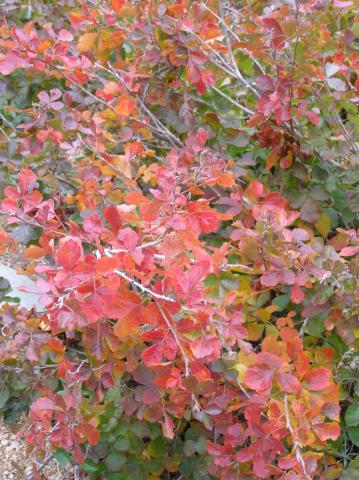 Rhus aromatica 'Low Gro' | High Plains Gardening
