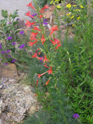 Ipomopsis rubra | High Plains Gardening