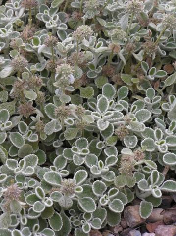 Marrubium rotundifolia | High Plains Gardening