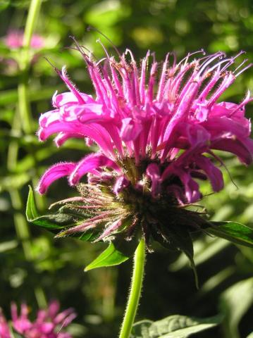 Monarda didyma | High Plains Gardening