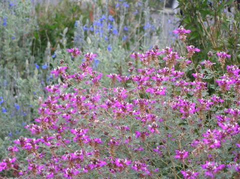 Dalea frutescens | High Plains Gardening