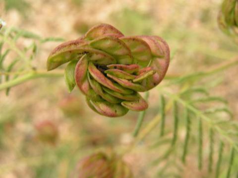 Desmanthus illinoensis | High Plains Gardening